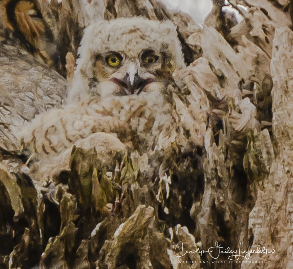 Three owls-awake today! – SEEN ALONG THE TRAIL