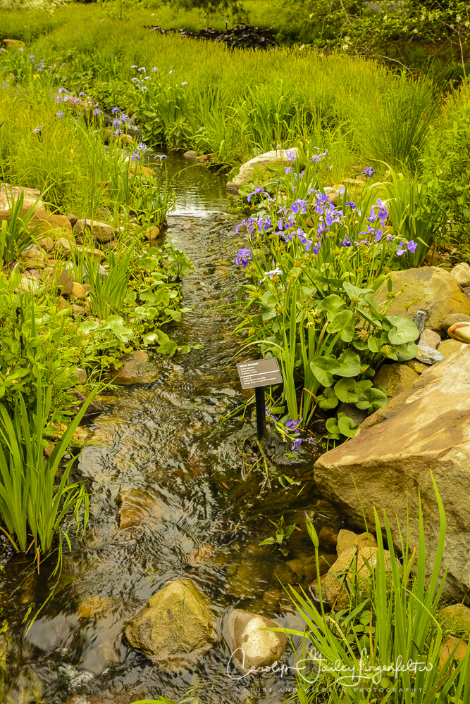 A mini-meander in Holden Arboretum – SEEN ALONG THE TRAIL